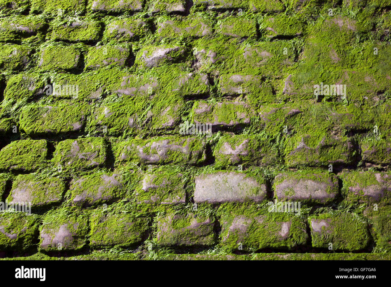 Texture D'algues Banque d'image et photos - Alamy