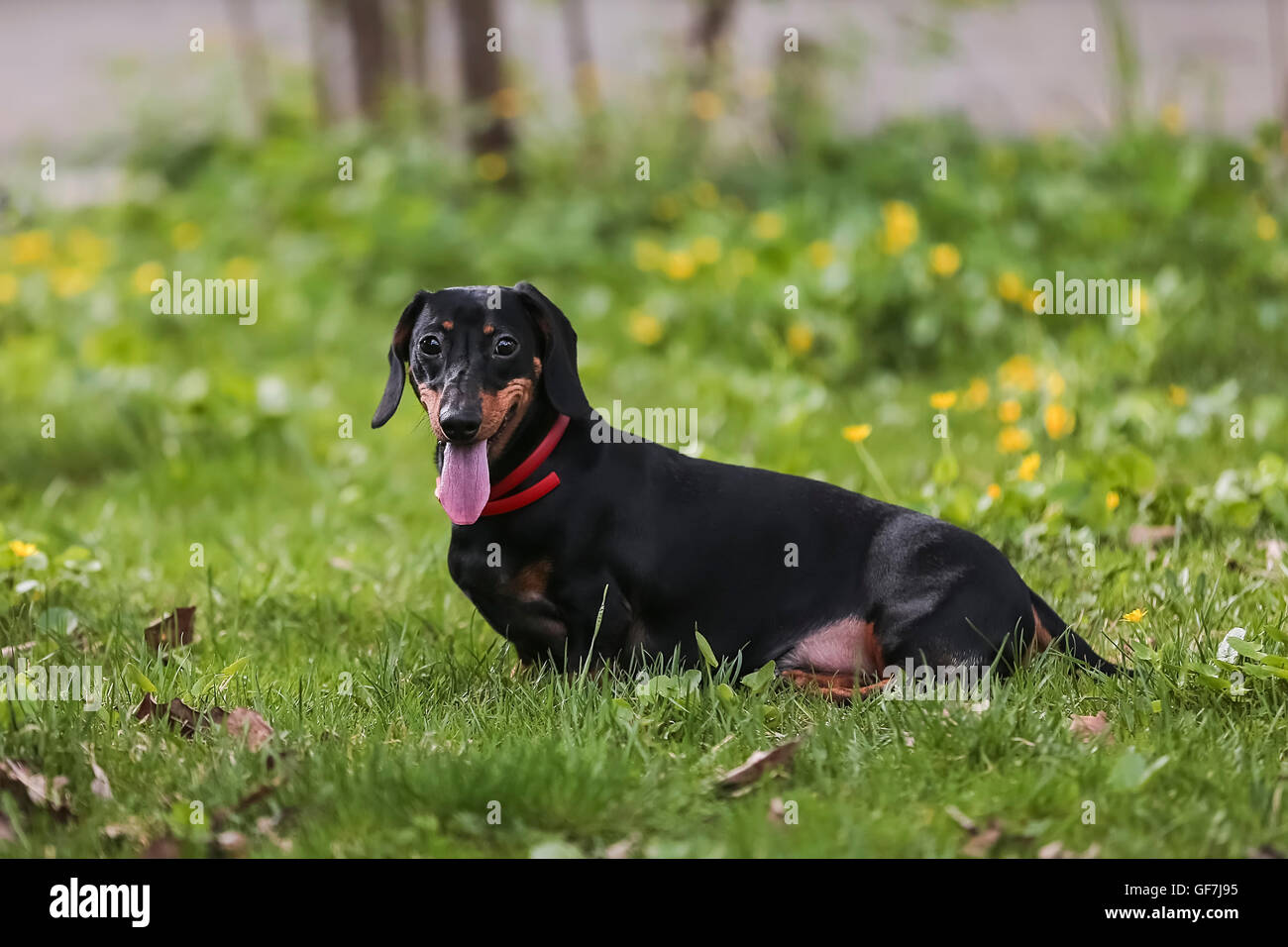 Teckel noir Banque de photographies et d’images à haute résolution - Alamy