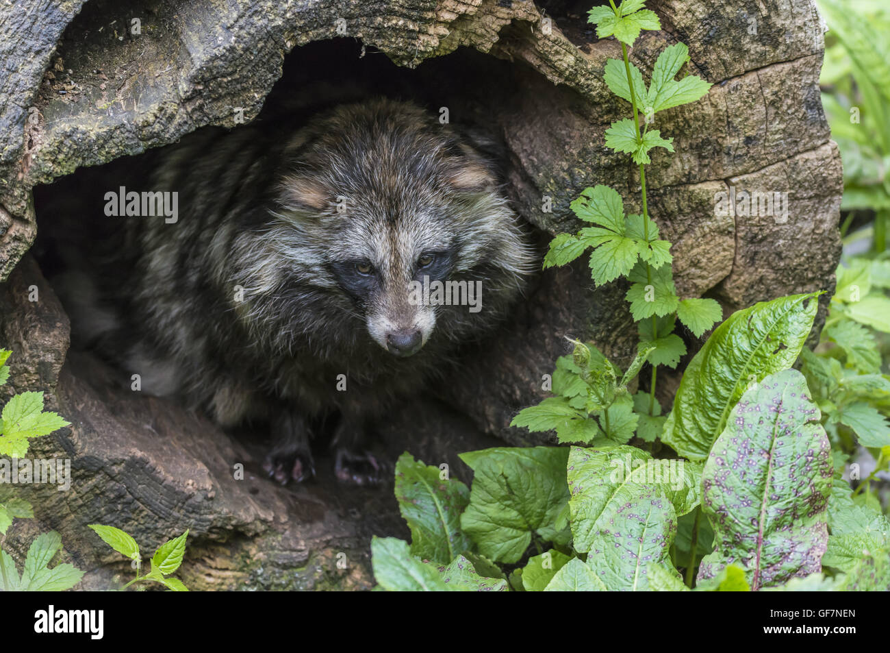 Le chien viverrin, tanuki ou mangut (Nyctereutes procyonoides), se ...