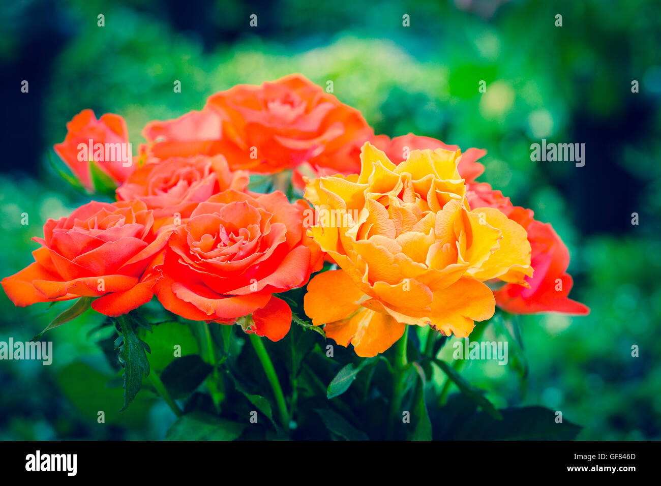 Bouquet de roses rouges Banque de photographies et d’images à haute ...