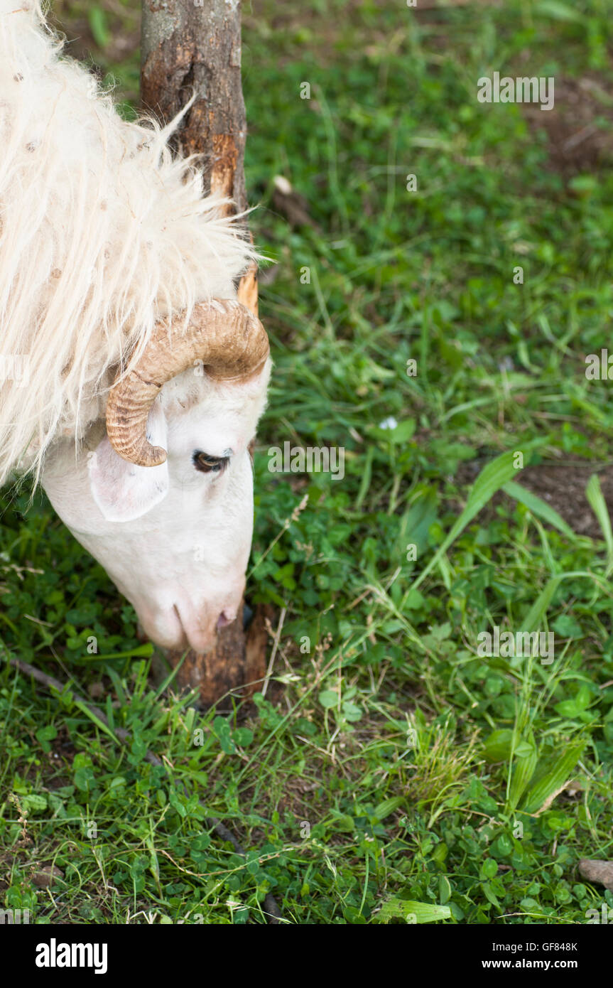 Coupe cornes Banque de photographies et d’images à haute résolution - Alamy