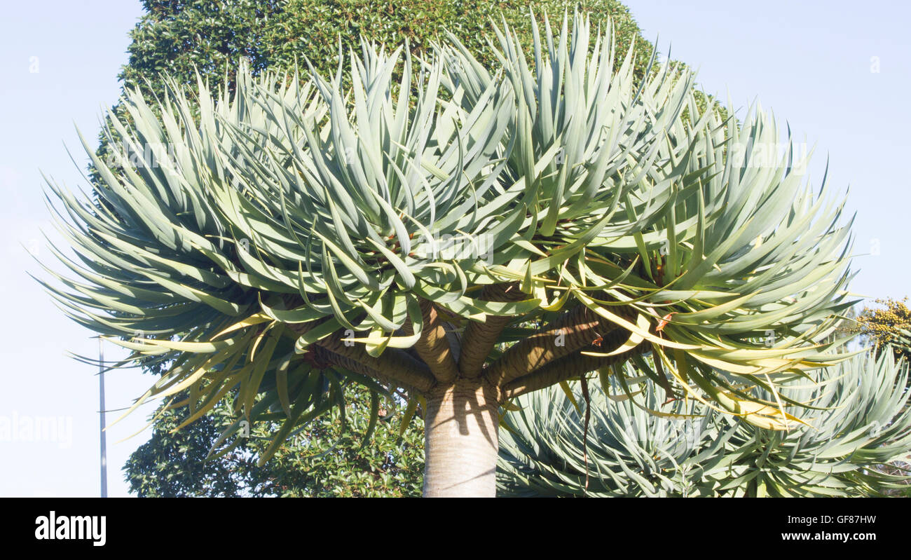 Yucca arbre Banque de photographies et d’images à haute résolution - Alamy