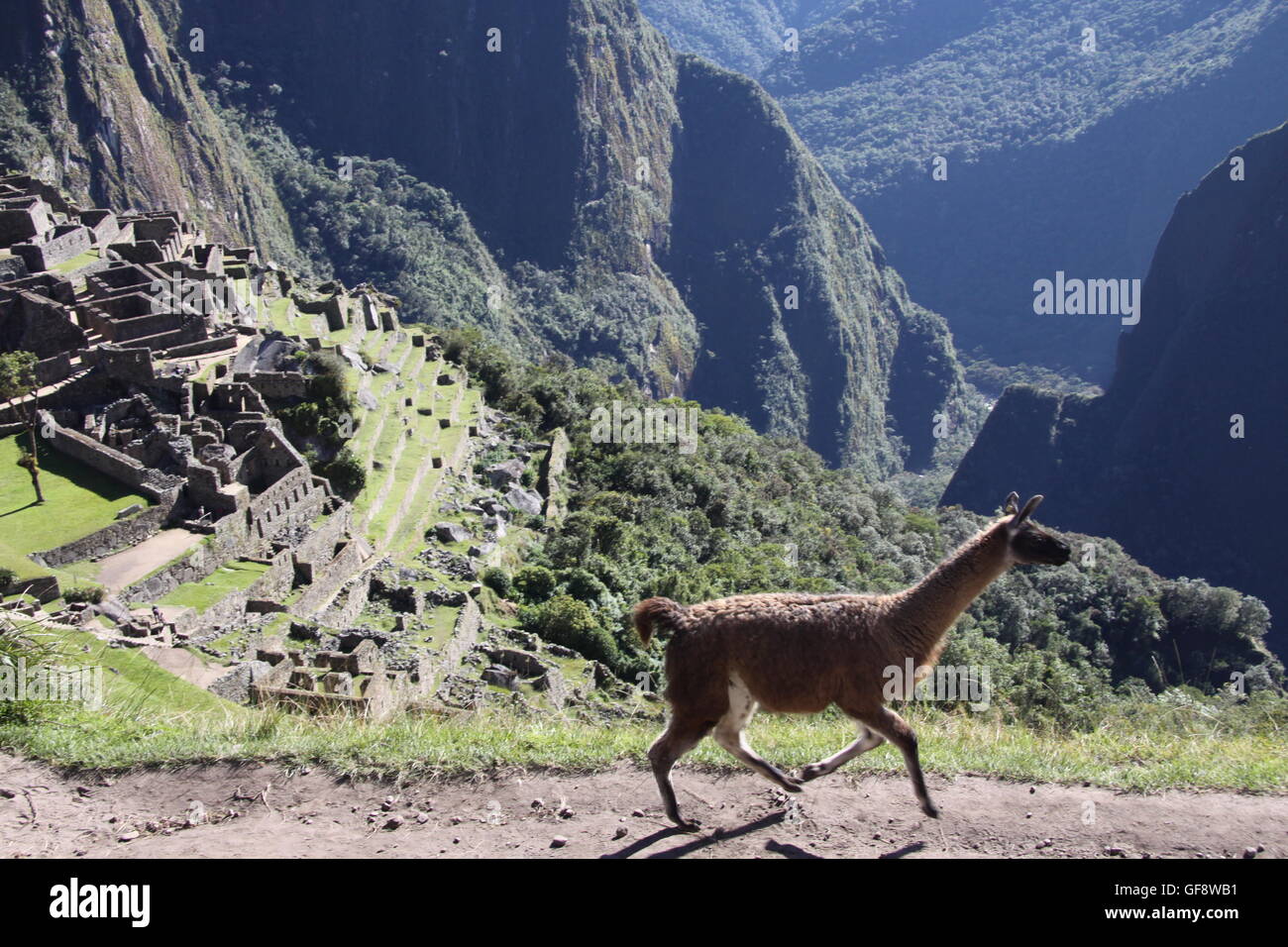 Lama peru Banque de photographies et d’images à haute résolution - Alamy