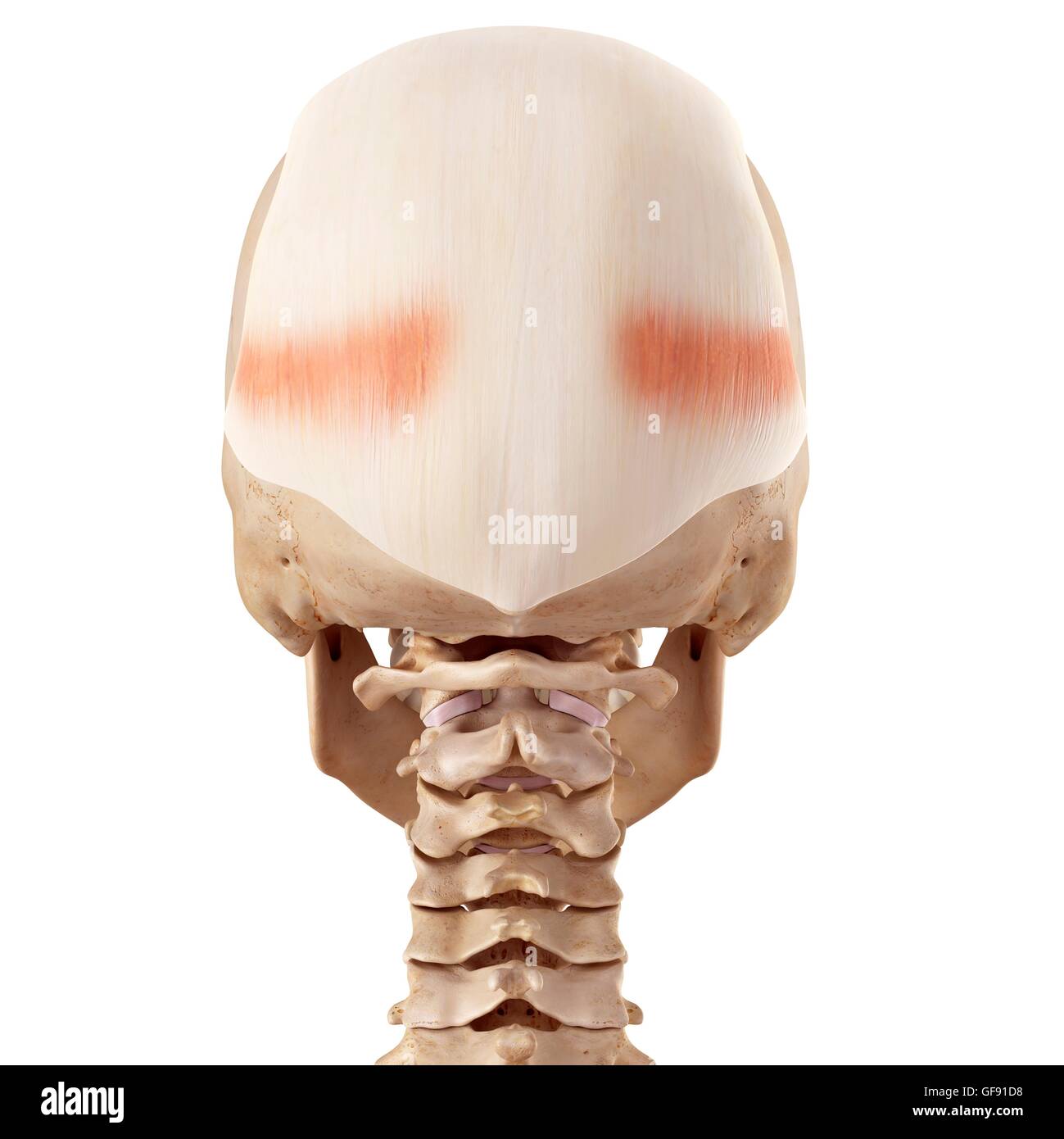 Les muscles de la tête humaine Banque de photographies et d’images à ...