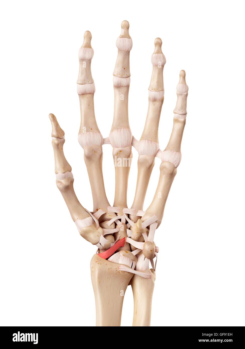 Ligaments De La Main Humaine Banque d'image et photos - Alamy