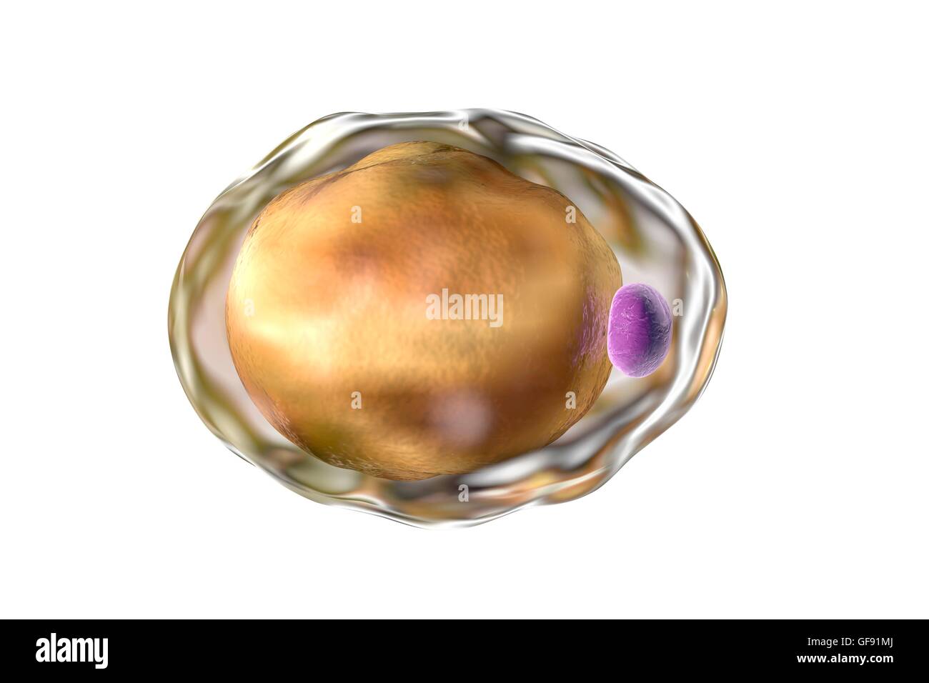 Cellule adipeuse Banque de photographies et d’images à haute résolution ...