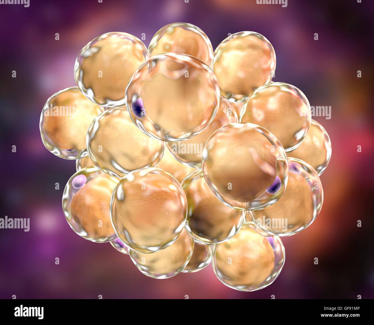 White adipose tissue Banque de photographies et d’images à haute ...