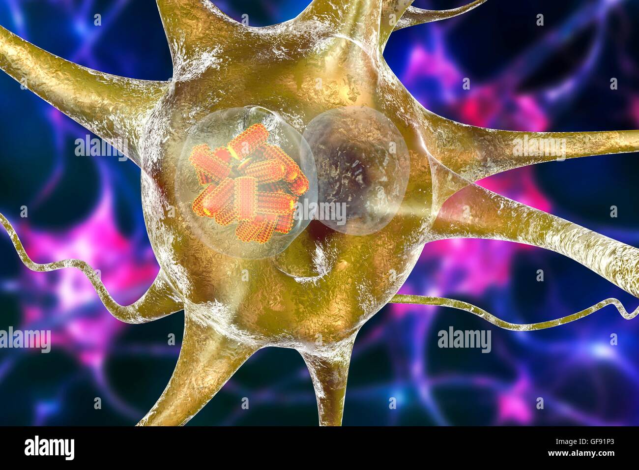 Virus de la rage Banque de photographies et d’images à haute résolution ...