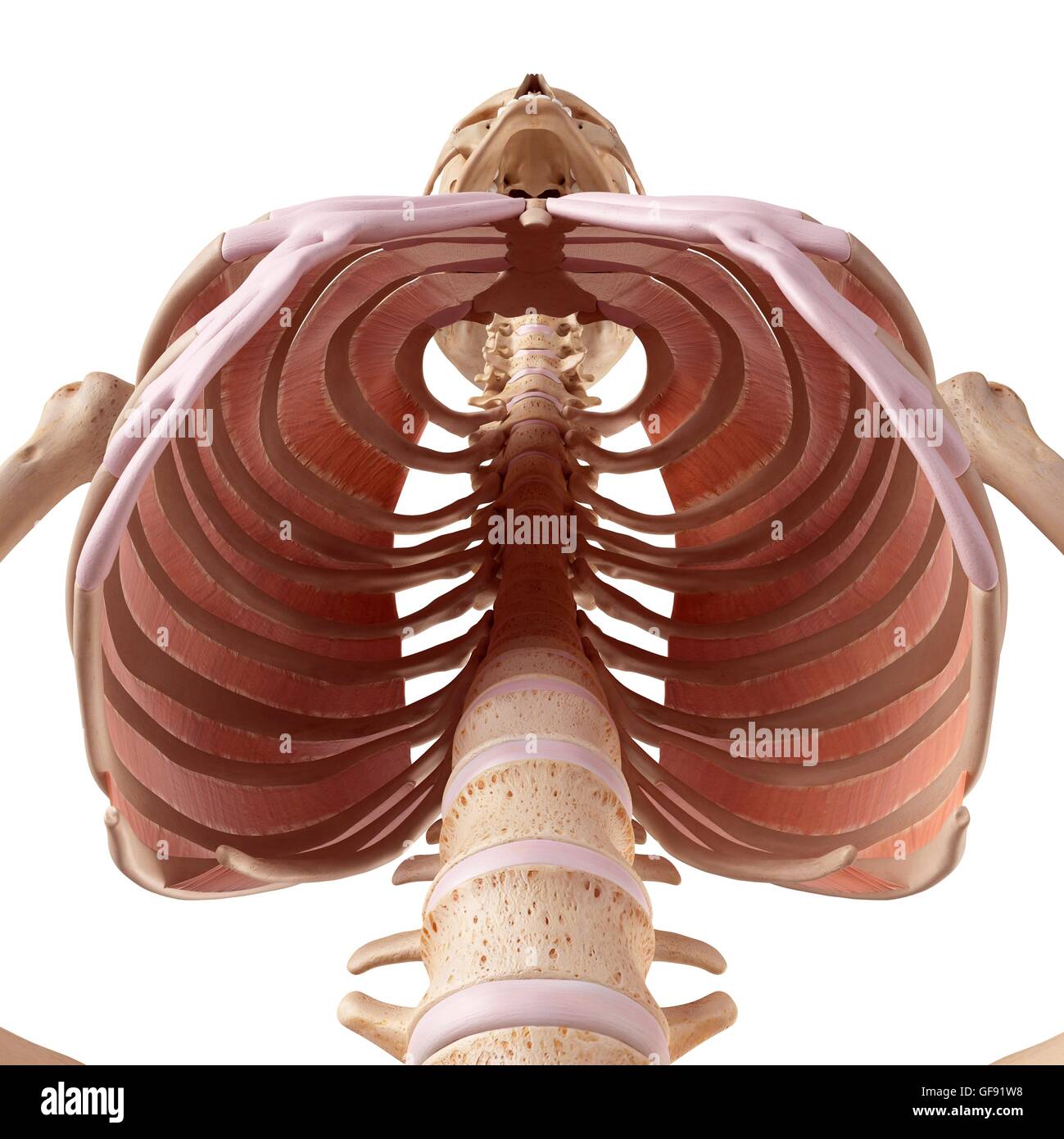 Muscles of the thorax Banque de photographies et d’images à haute ...
