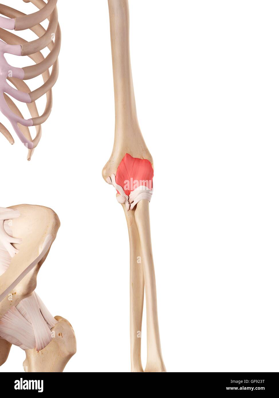 Anatomie De La Capsule Banque d'image et photos - Alamy