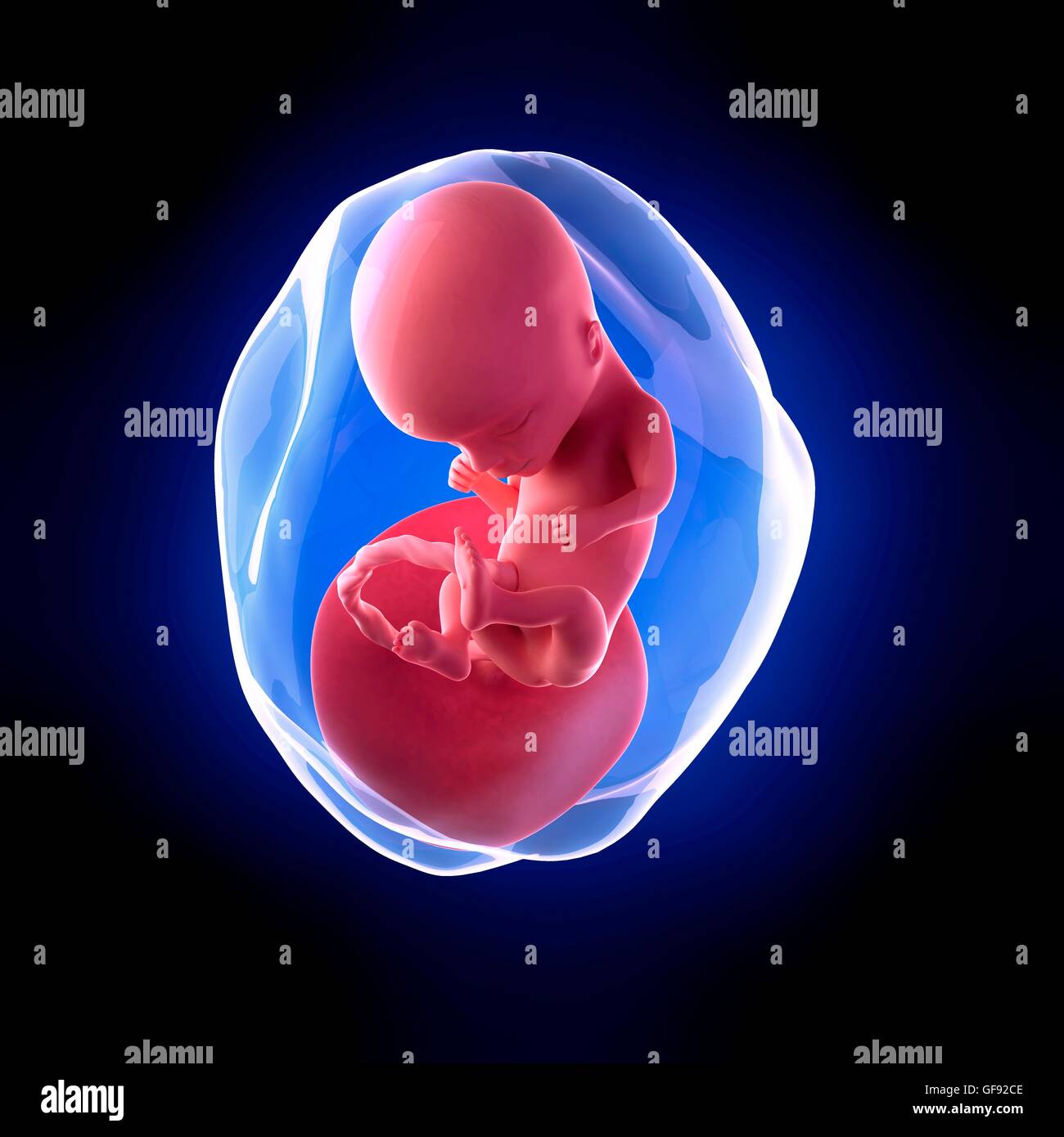 Foetus à 14 semaines Banque de photographies et d’images à haute ...