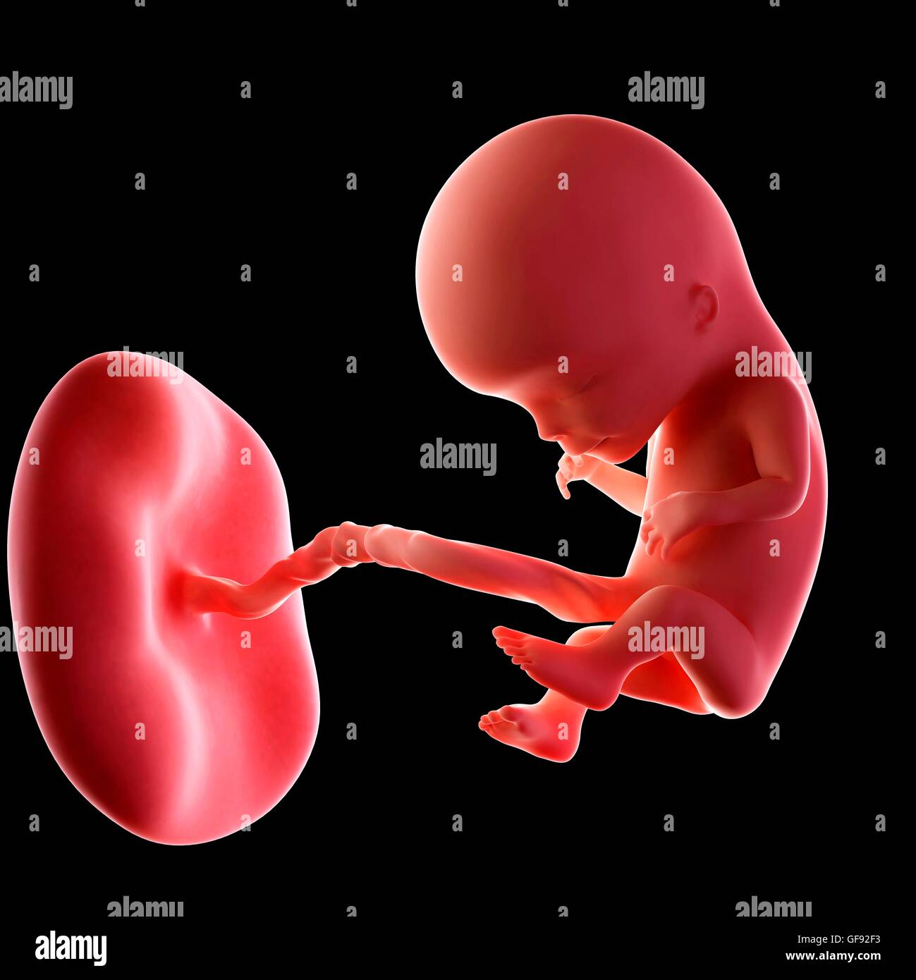 Foetus à 12 semaines Banque de photographies et d’images à haute ...