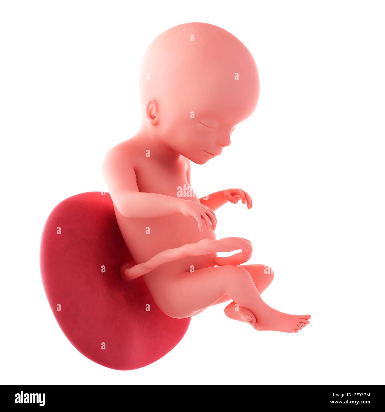 Få“tus humain 20 semaines Banque de photographies et d’images à haute ...