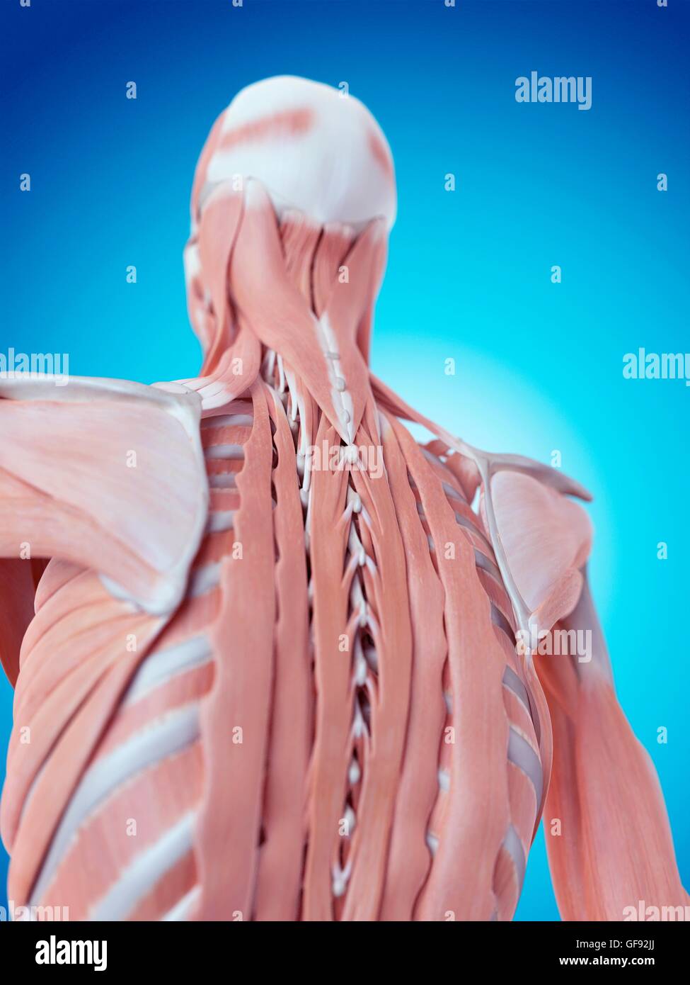 Anatomie du dos humain Banque de photographies et d’images à haute ...