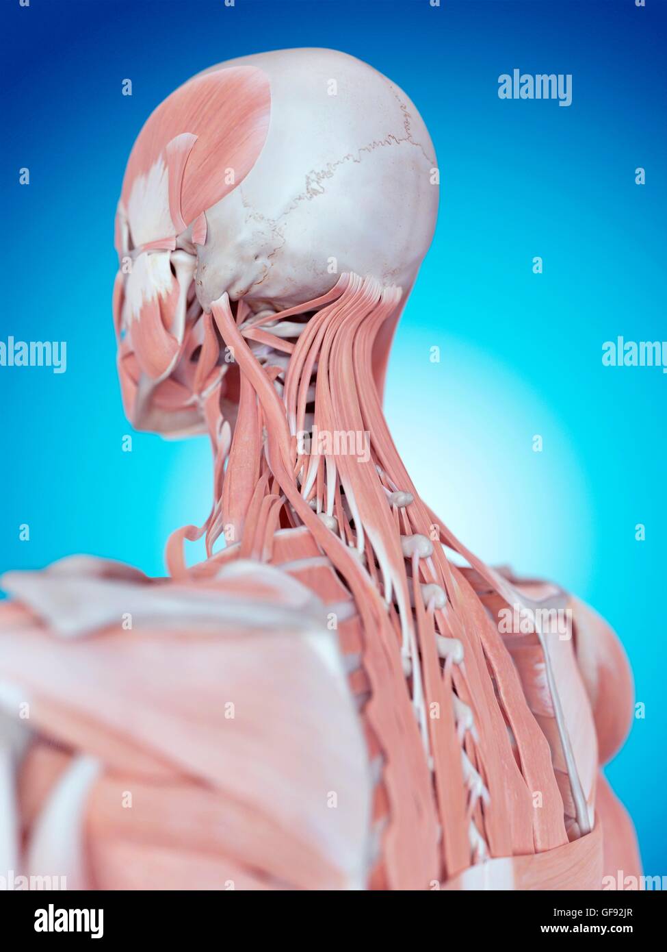 Anatomie du dos humain Banque de photographies et d’images à haute ...