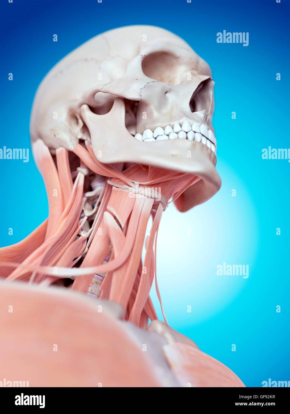 Anatomie 3d muscles nuque crane Banque de photographies et d’images à ...