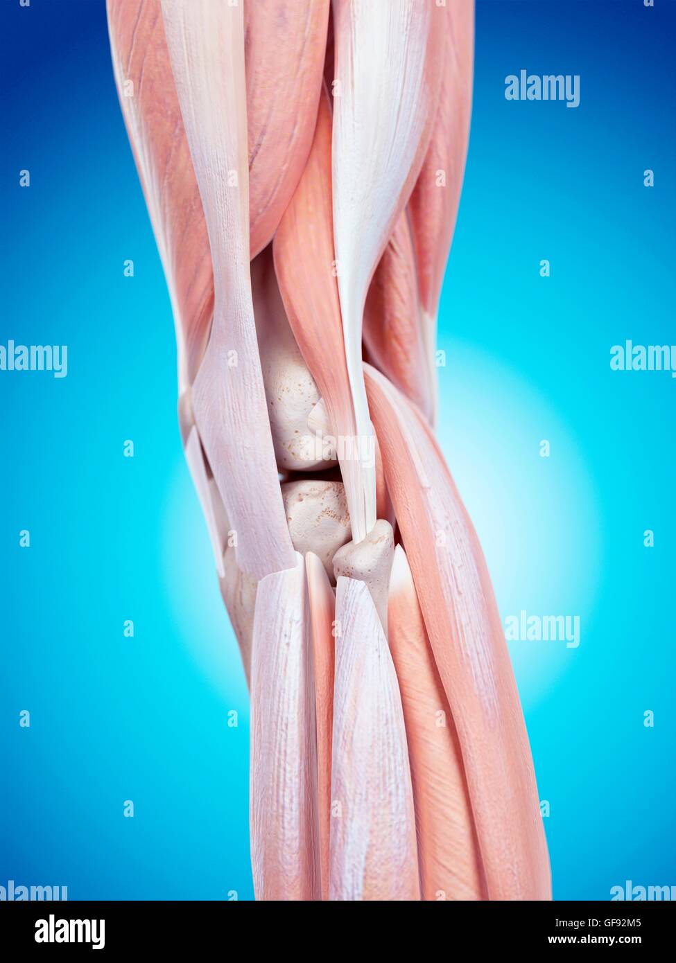 Anatomie musculaire du genou Banque de photographies et d’images à ...