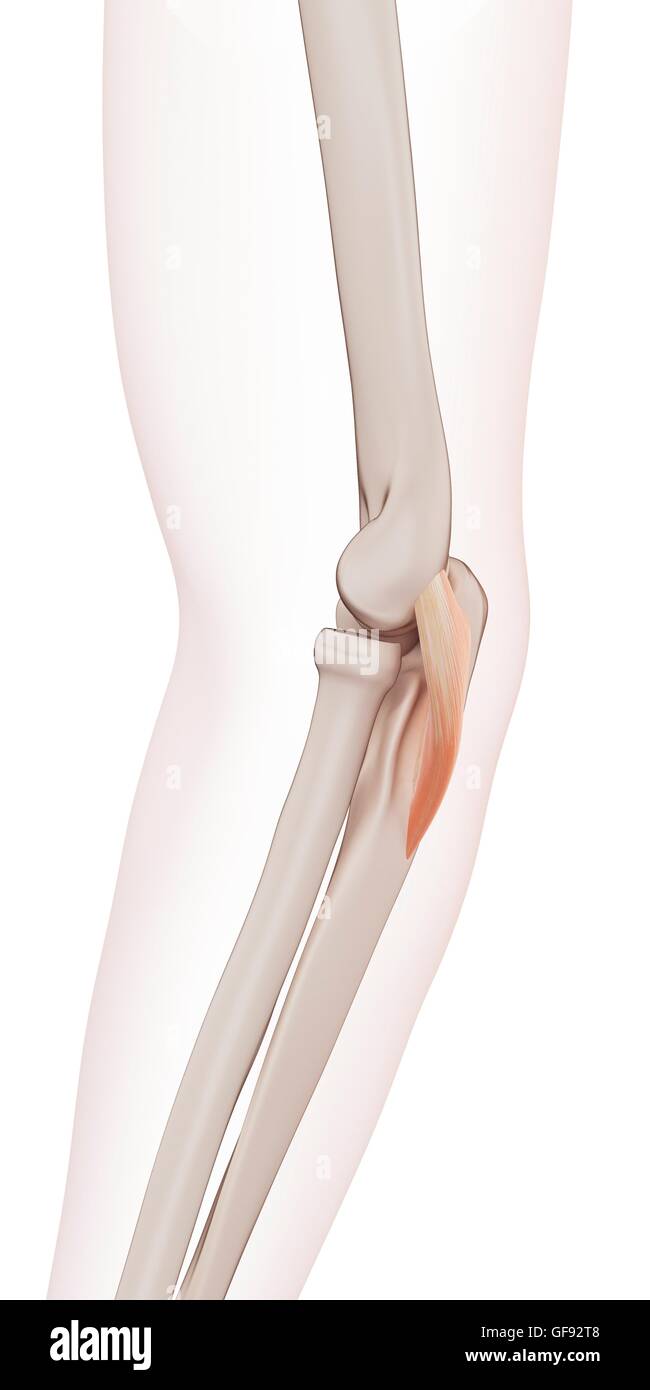 Les muscles du coude, de l'illustration Photo Stock - Alamy