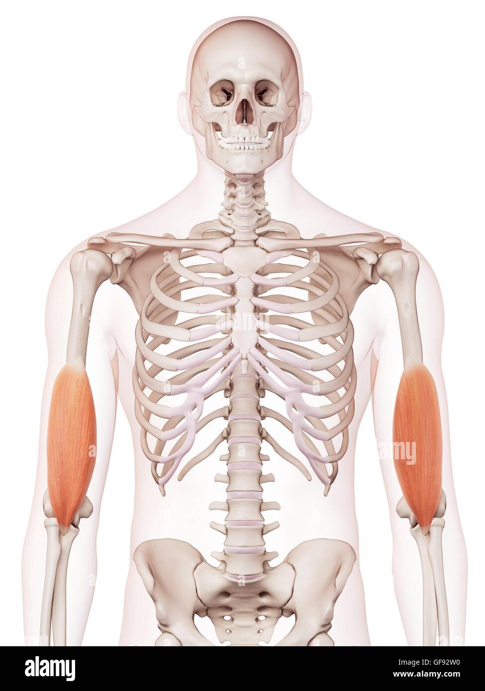 Les Muscles Du Bras Humain Banque d'image et photos - Alamy