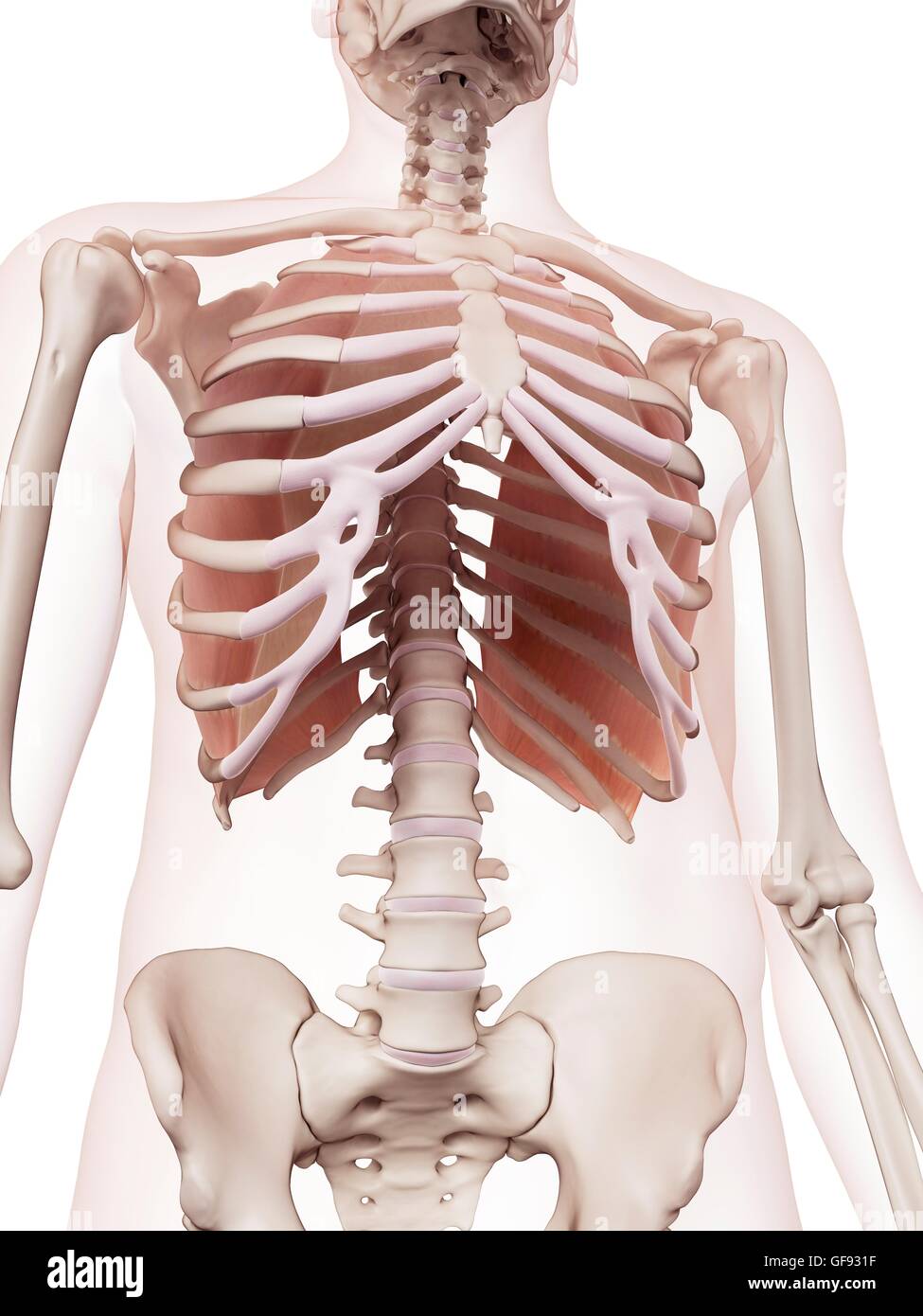 Skeletal muscles Banque de photographies et d’images à haute résolution ...