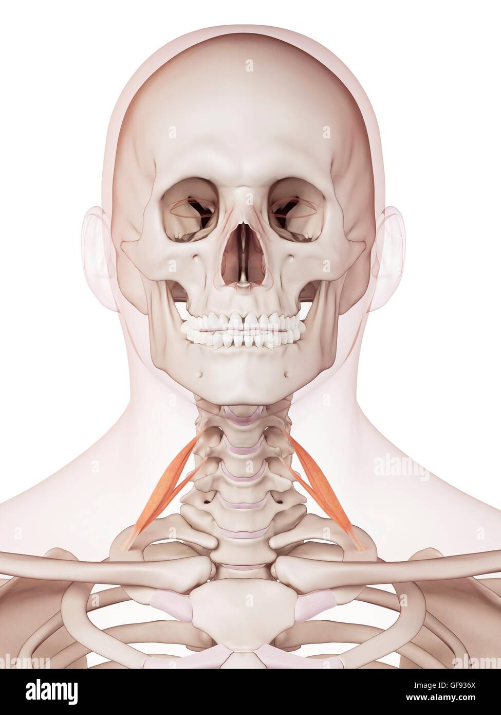 Muscles anterior neck Banque de photographies et d’images à haute ...