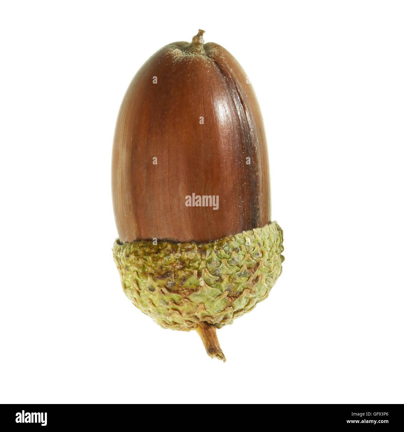 Gros plan glands Banque de photographies et d’images à haute résolution ...