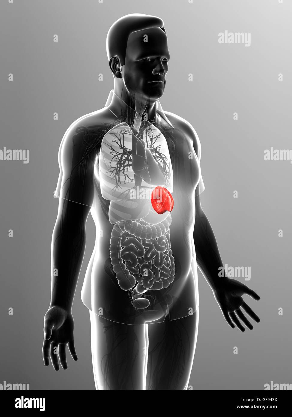 Anatomie de la rate Banque de photographies et d’images à haute ...