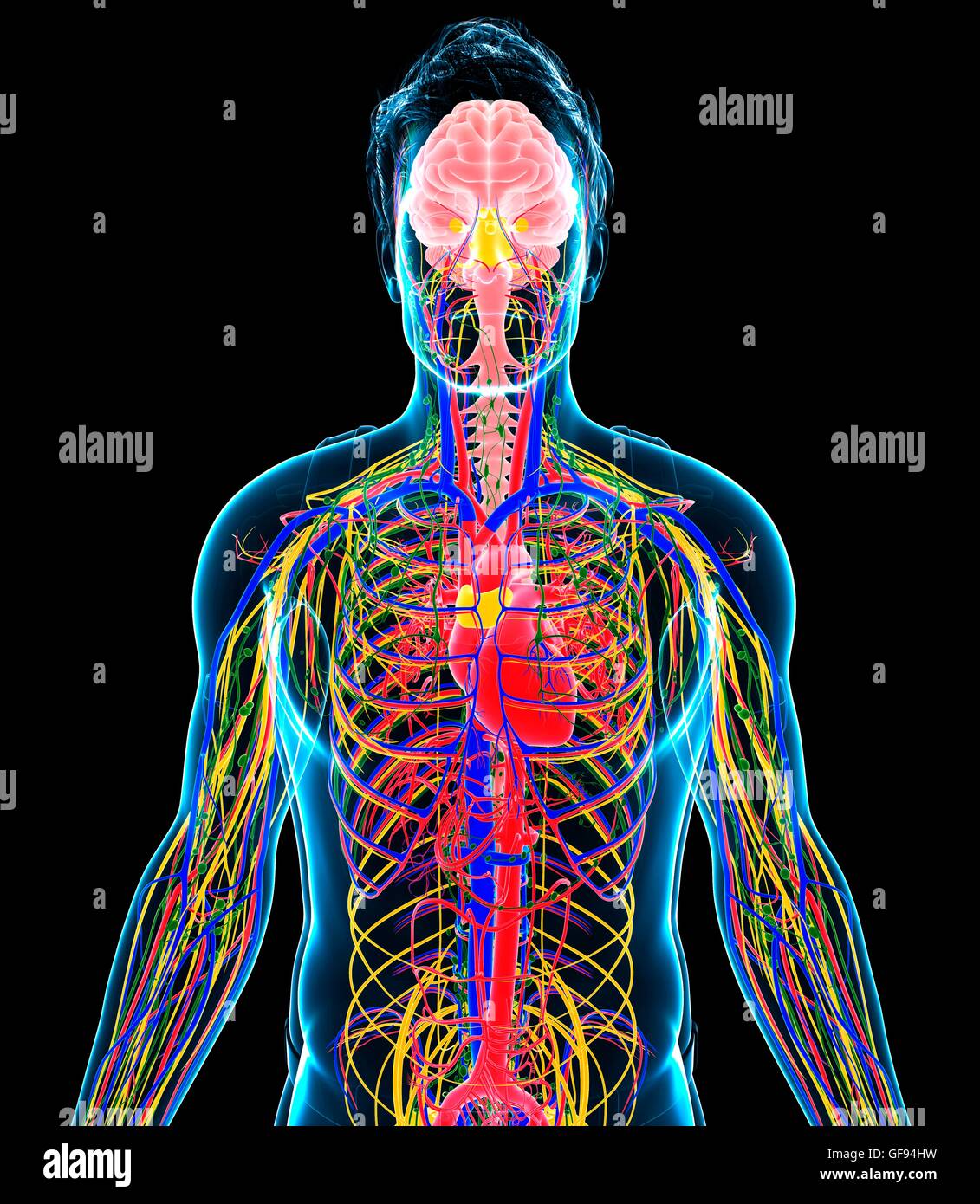 Illustration de l'anatomie masculine Banque de photographies et d ...