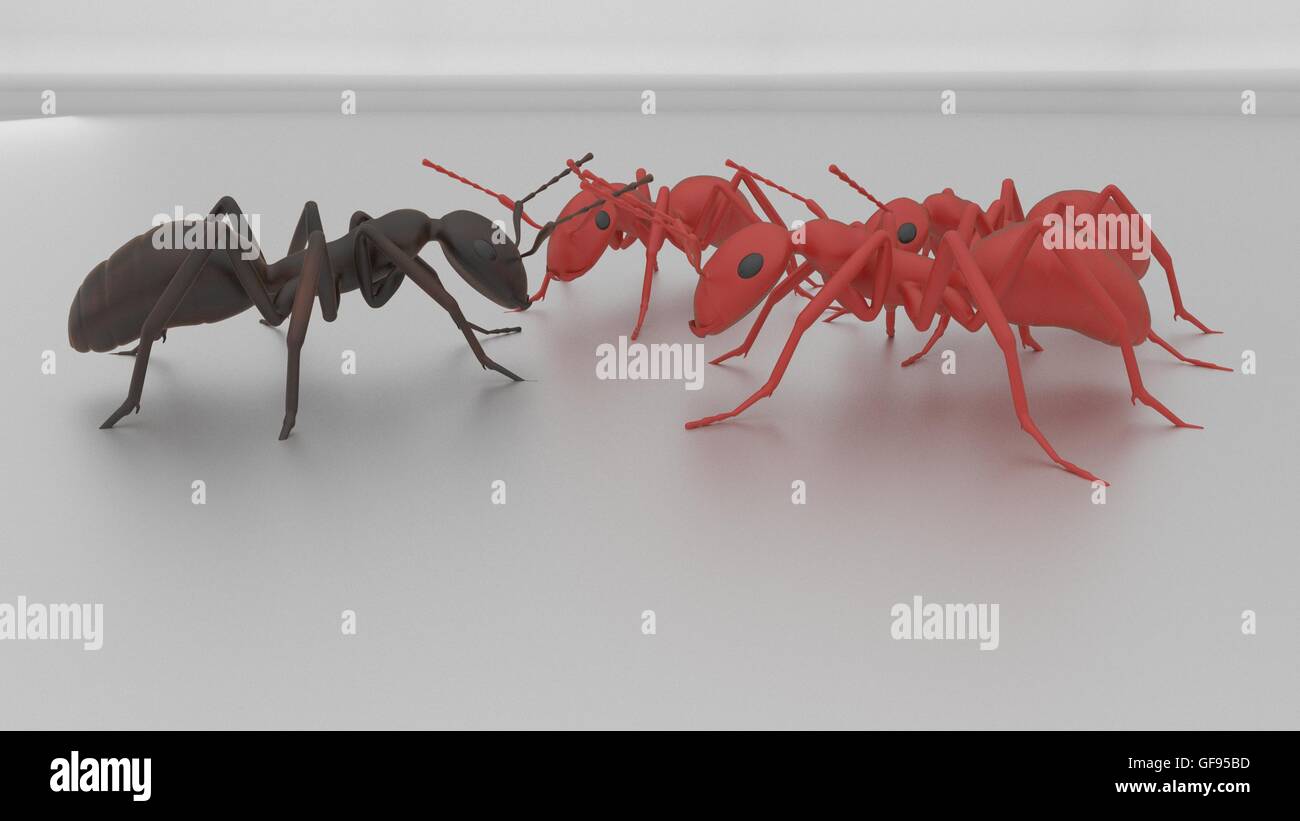 Fourmi guerre Banque de photographies et d’images à haute résolution ...