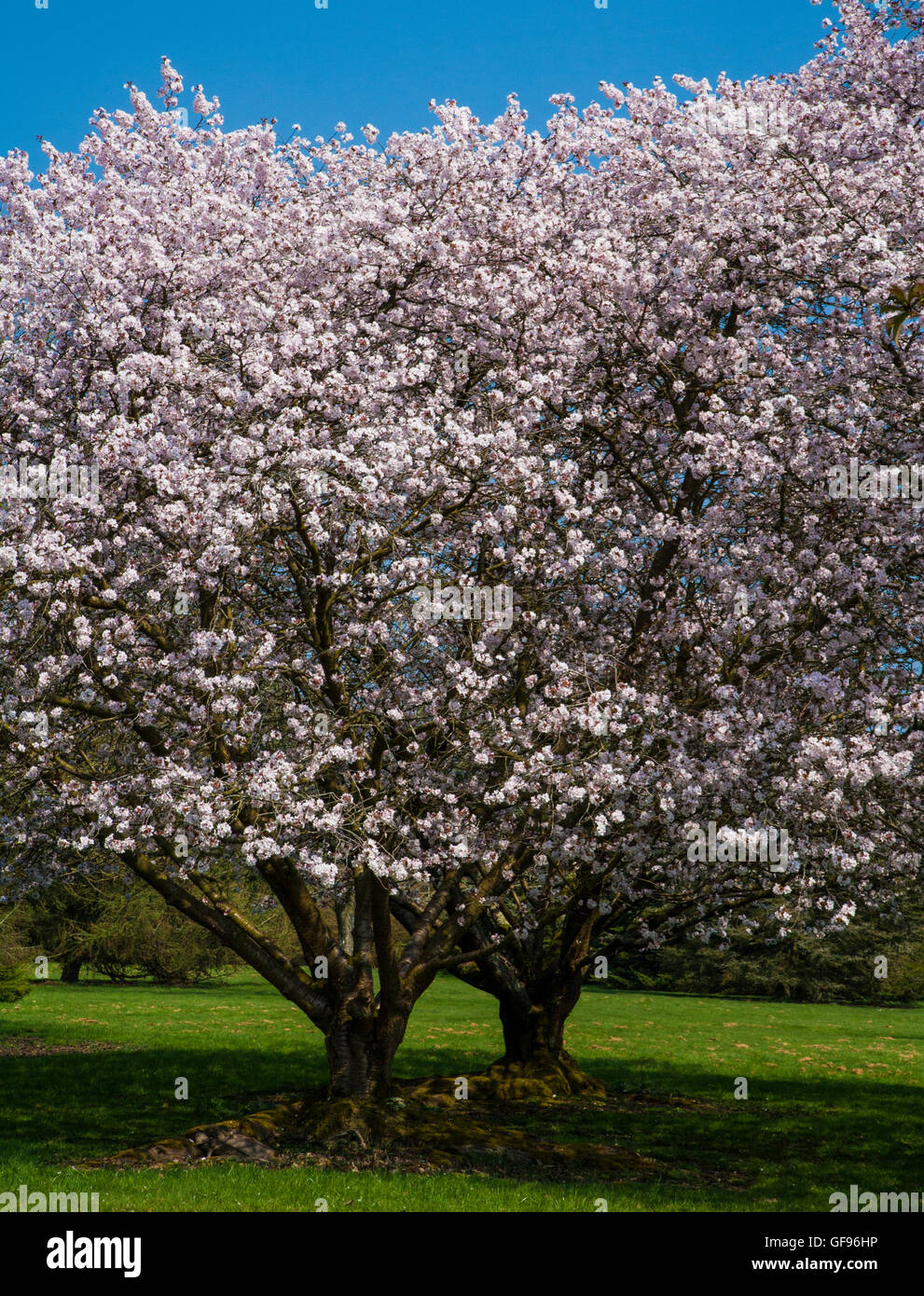 Arbre en fleurs roses au printemps Banque de photographies et d’images ...