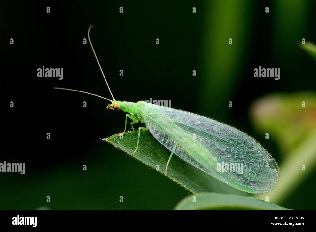 Chrysoperla carnea Banque de photographies et d’images à haute ...