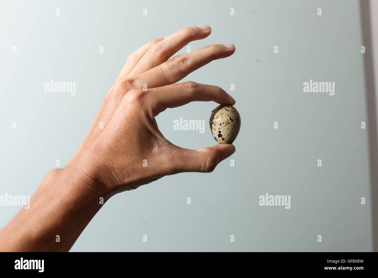 Bébé caille Banque de photographies et d’images à haute résolution - Alamy