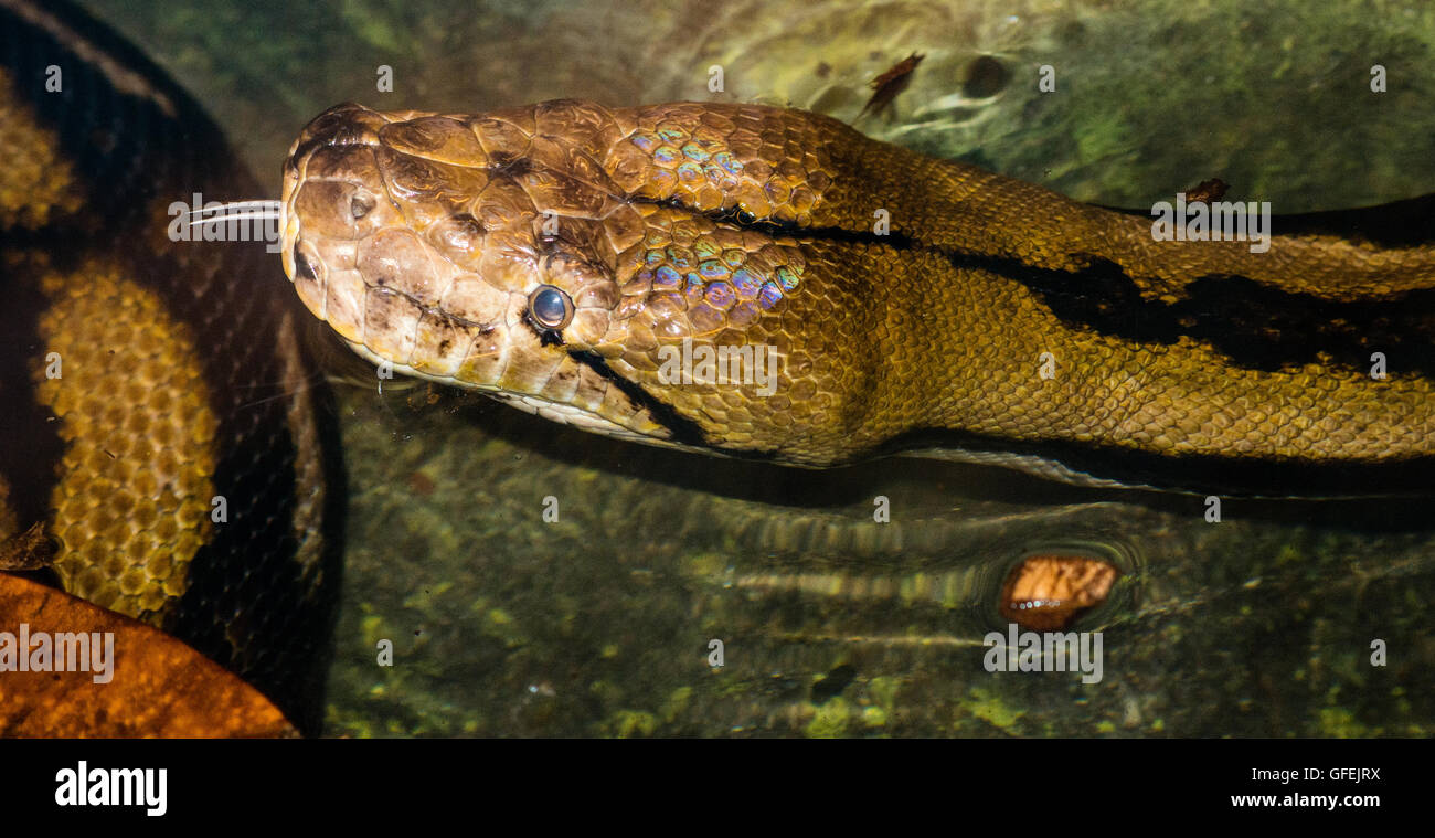 Langue fourchue Banque de photographies et d’images à haute résolution ...