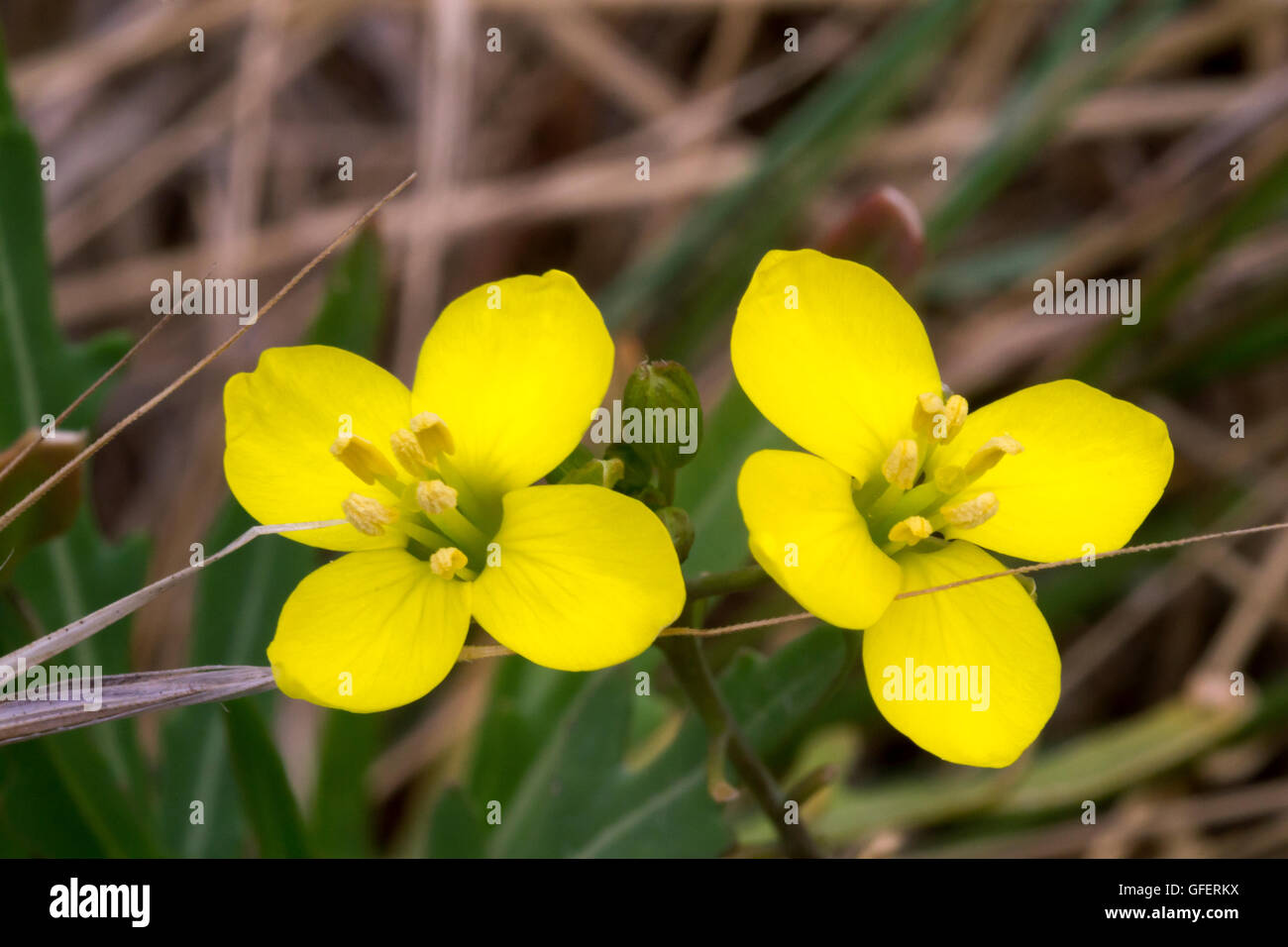 Diplotaxis muralis Banque de photographies et d’images à haute résolution - Alamy