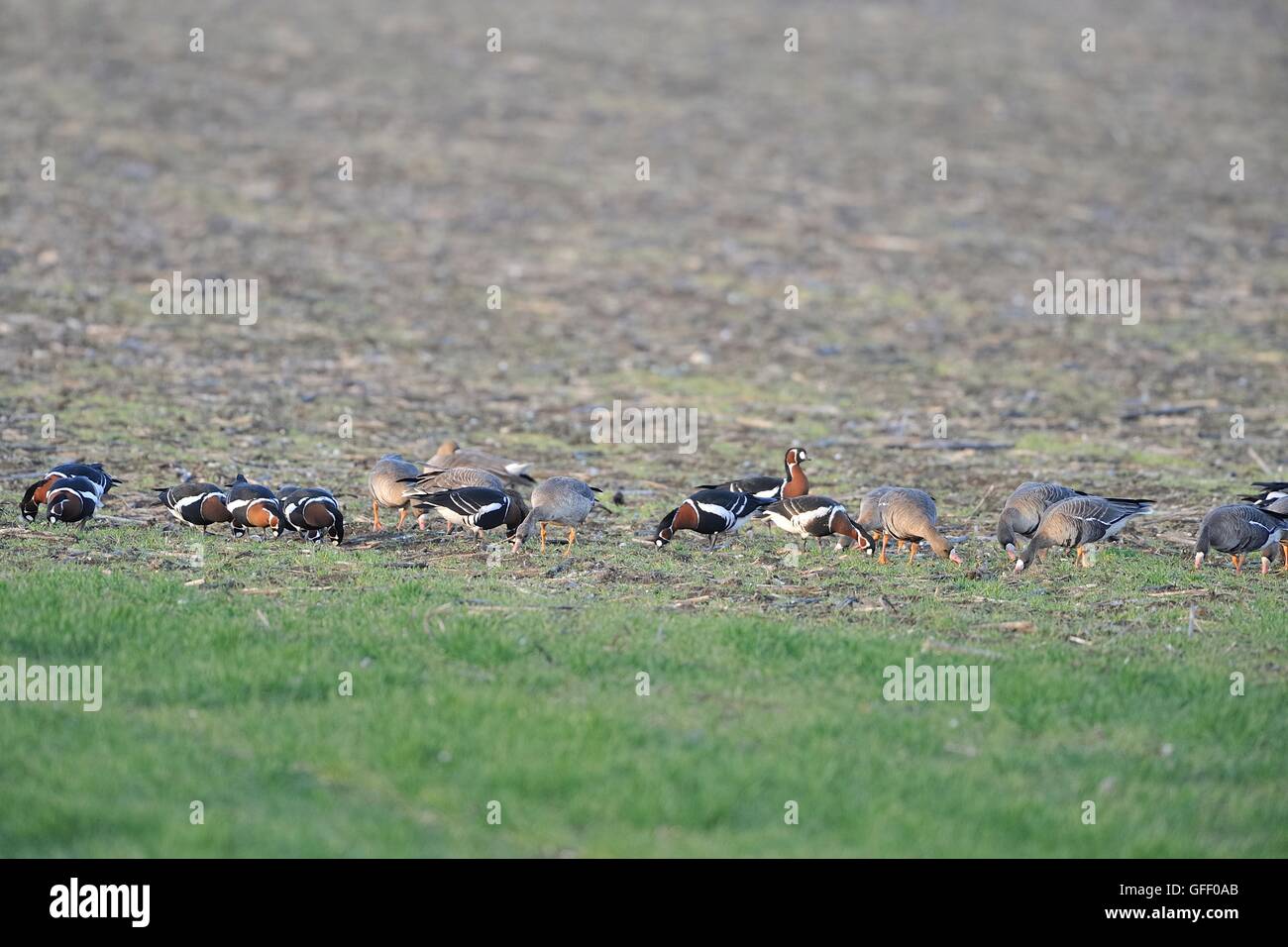 Bernache à cou roux (Branta ruficollis) le pâturage en hiver avec l'Oie ...