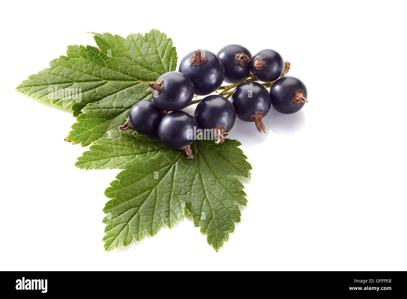 Baies de cassis Banque de photographies et d’images à haute résolution ...