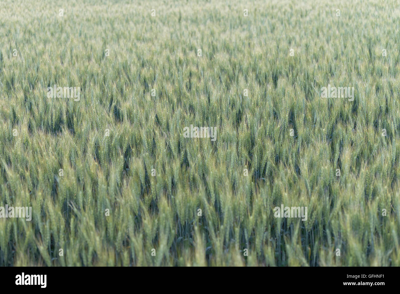 Produire de la texture Banque de photographies et d’images à haute ...