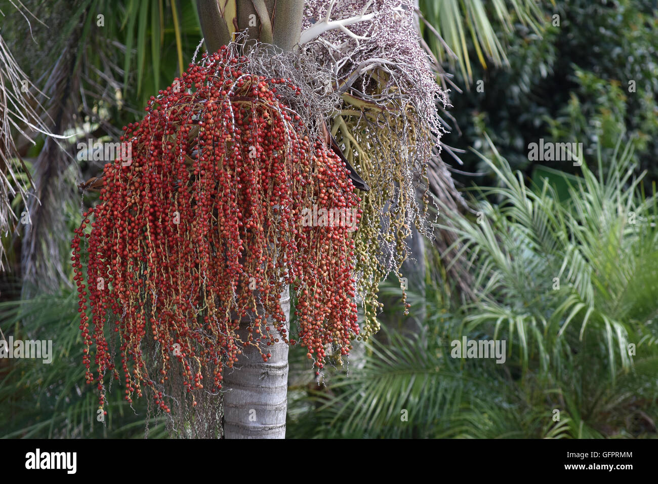 Palmier grappe de fruits rouges Photo Stock - Alamy