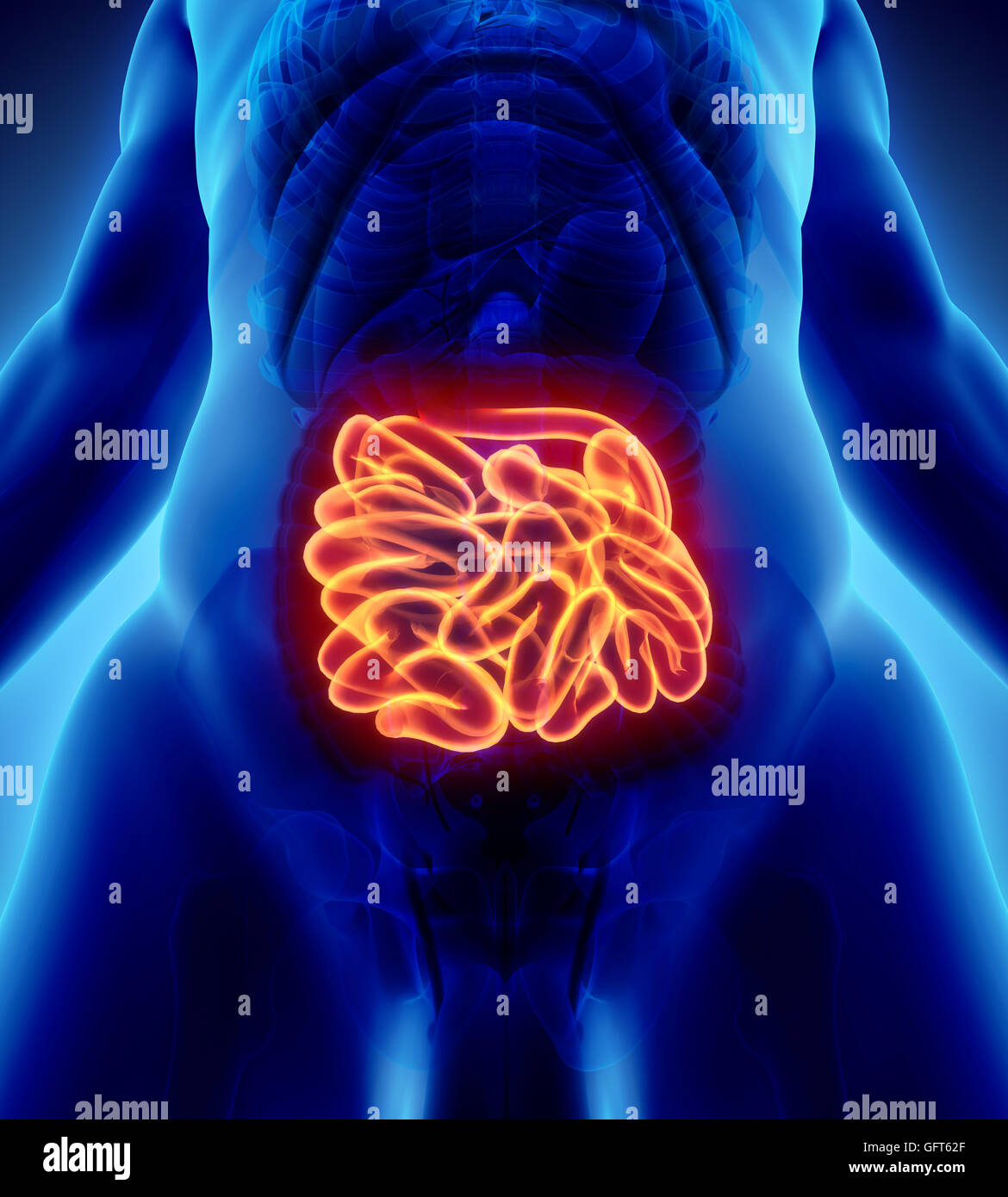 3D illustration de l'intestin grêle, une partie du système digestif ...