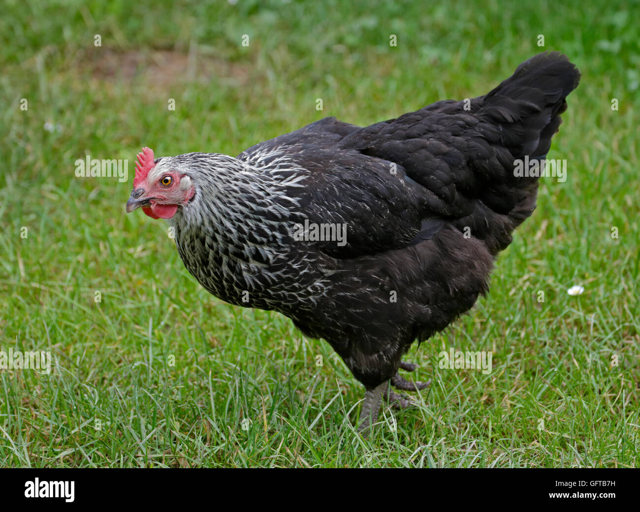 Poule grise Banque de photographies et d’images à haute résolution - Alamy