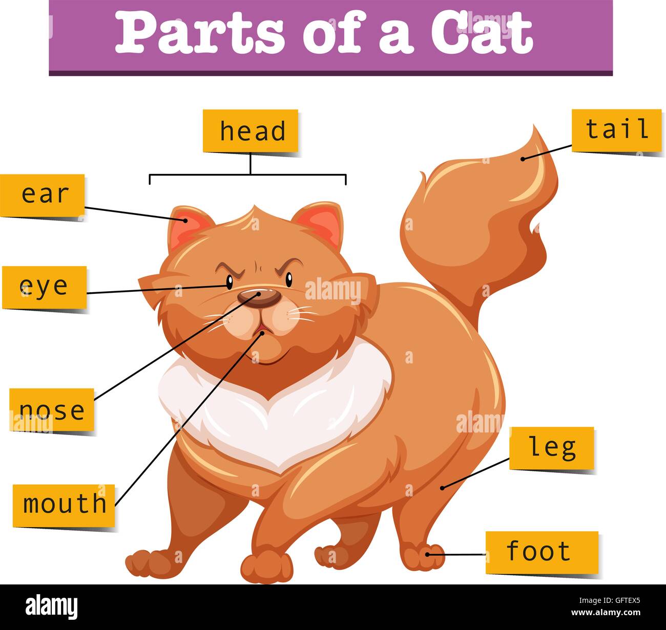Anatomie du chat Banque d'images vectorielles - Alamy