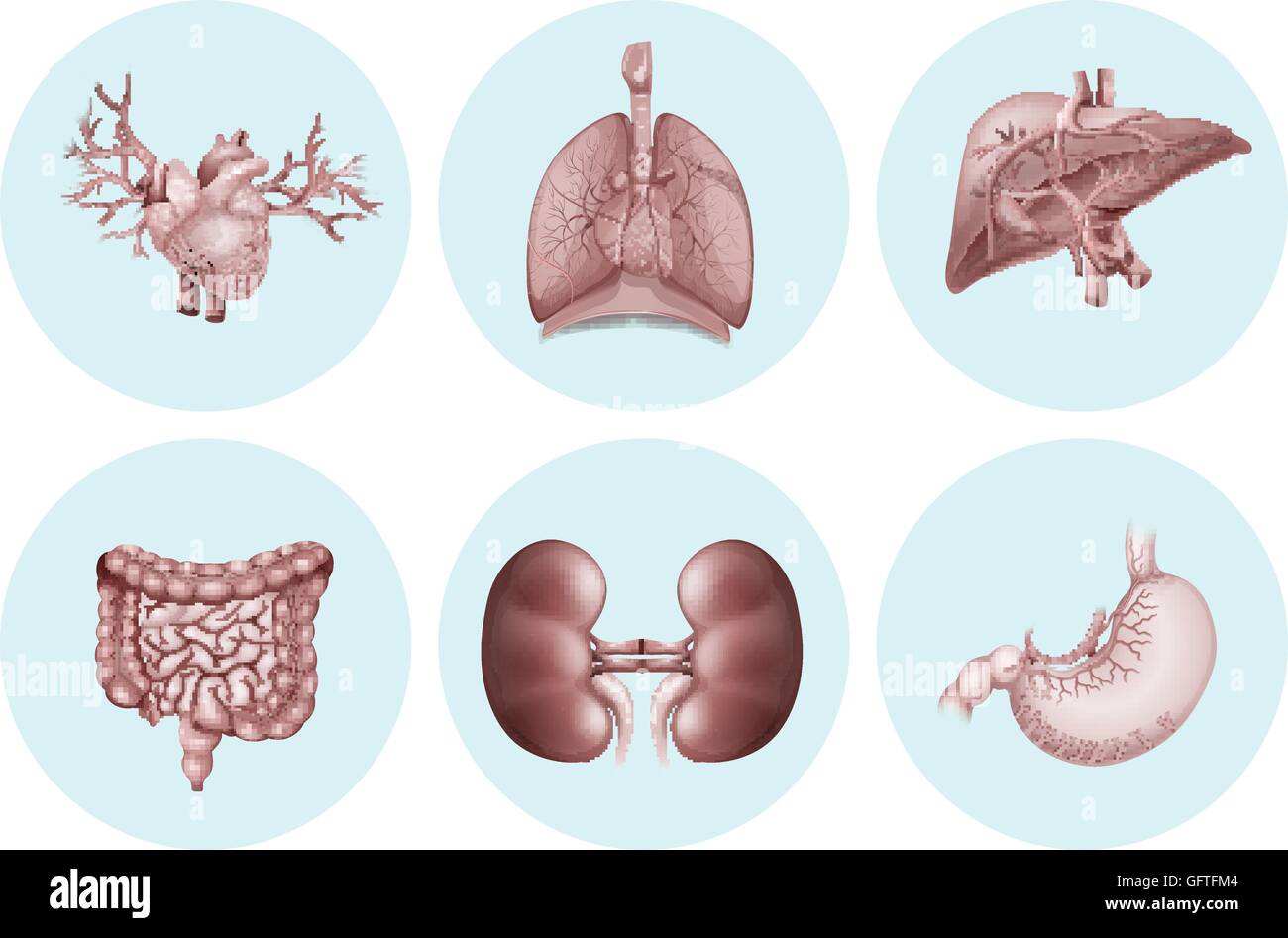Différentes parties du corps humain illustration Image Vectorielle ...