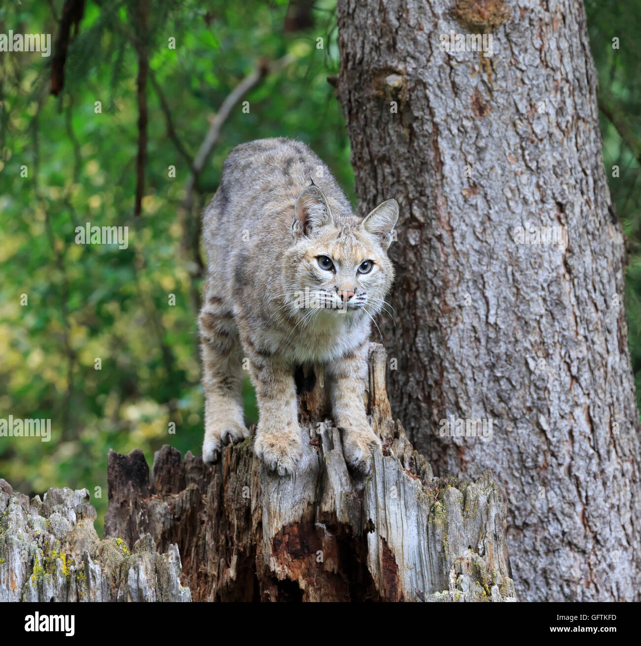 Lynx rufus Banque de photographies et d’images à haute résolution - Alamy