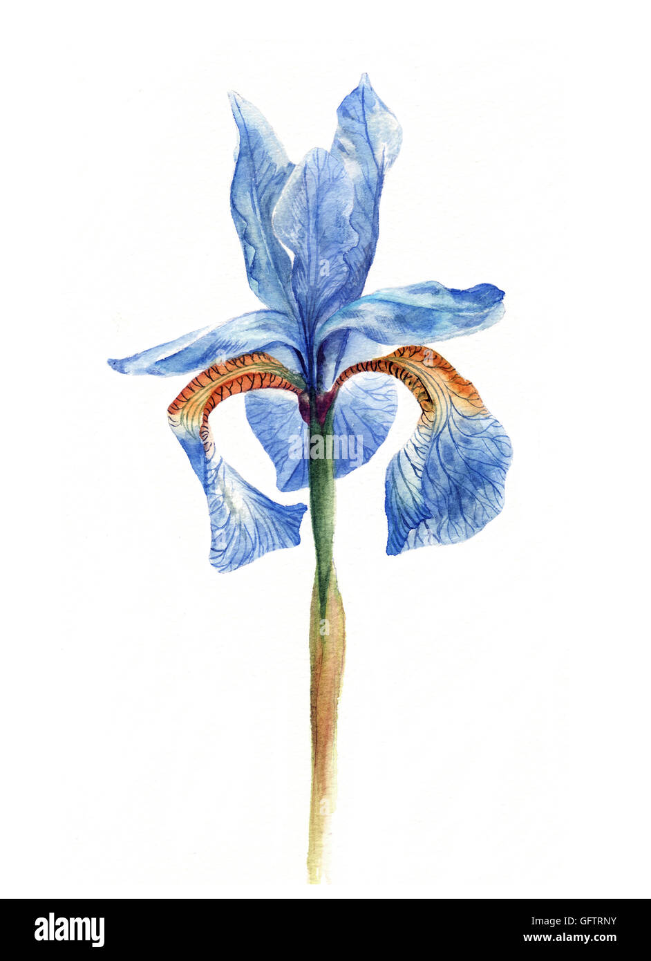 Blue iris flower watercolor painting Banque de photographies et d ...