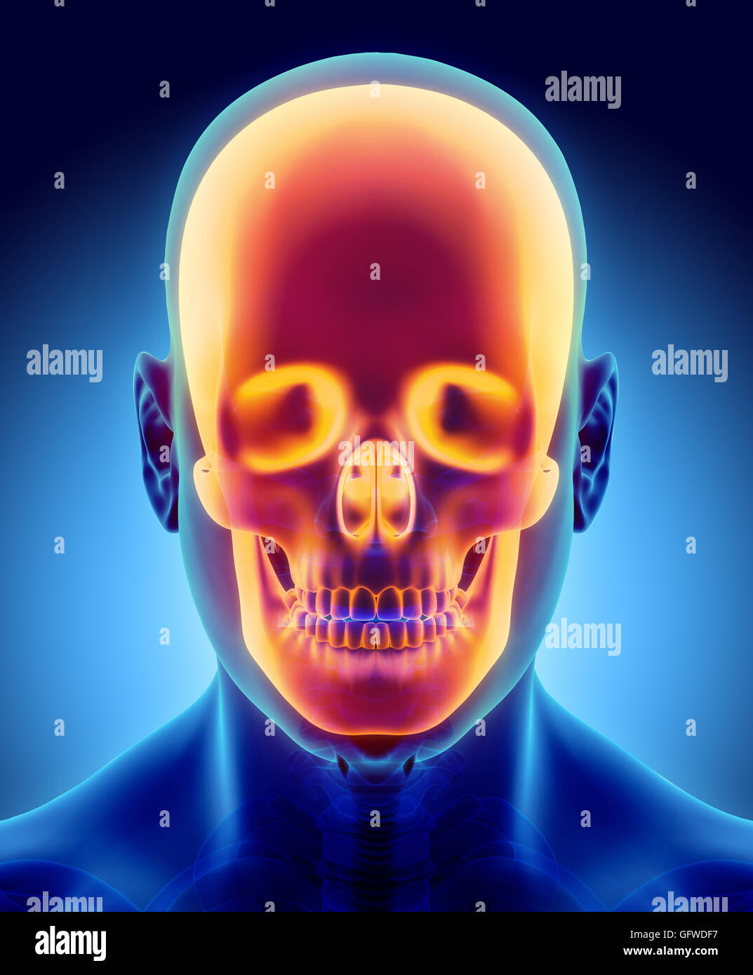 Illustration 3D de l'anatomie du crâne - partie de squelette humain ...