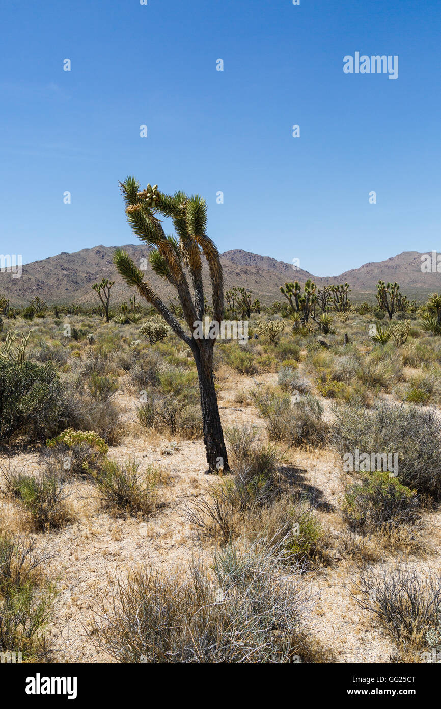 Mojave national preserve Banque de photographies et d’images à haute ...