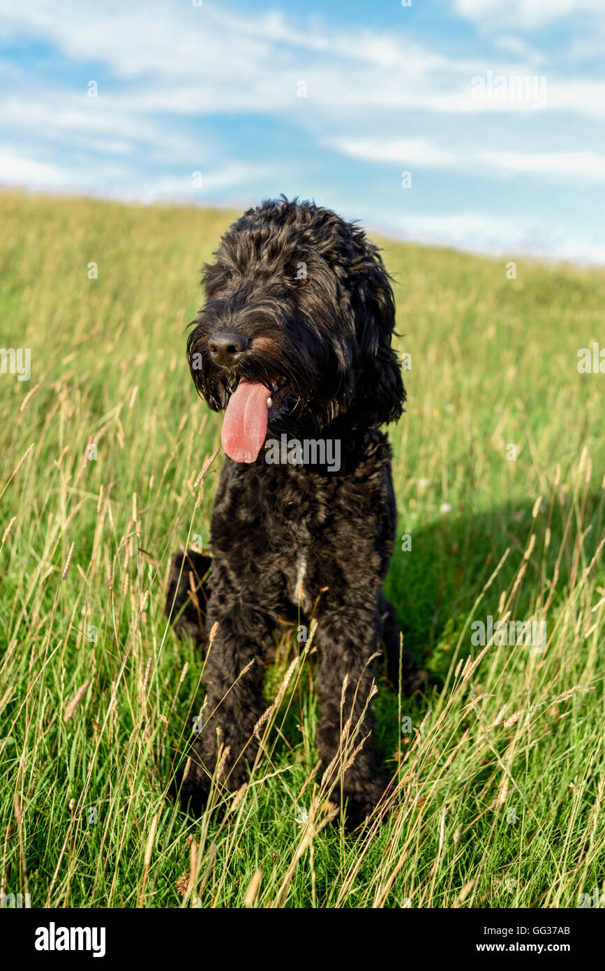 Chien chiot cockapoo Banque de photographies et d’images à haute ...
