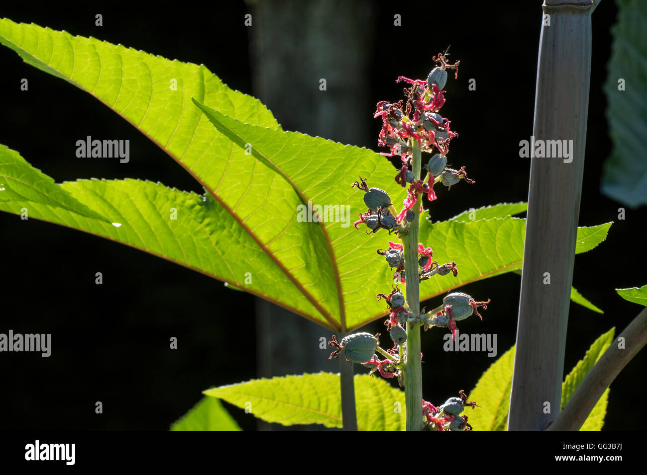 Rizinusbaum oder rizinus ricinus communis Banque de photographies et d ...