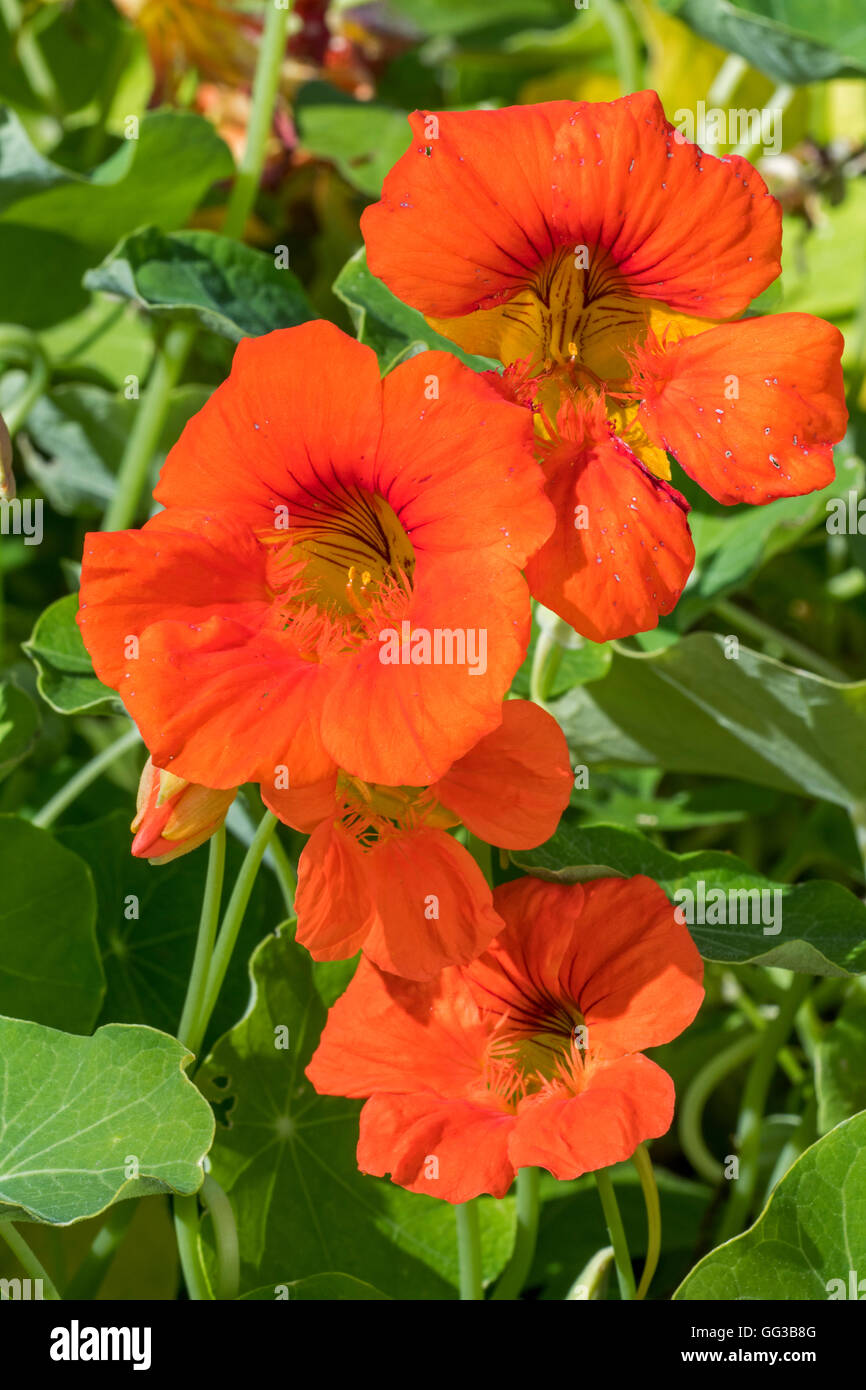 Uk andes Banque de photographies et d’images à haute résolution - Alamy