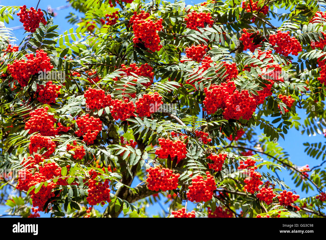 Rowan arbre sorbus aucuparia Banque de photographies et d’images à ...